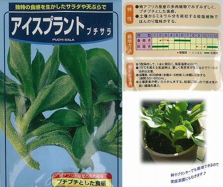 今話題沸騰の新野菜「アイスプラント」が、播きやすいコート種子になって登場!!メタボリックに効果が期待されるとの情報もあり、中性脂肪を抑制するミオイノシトール、血糖値を下げる効果のあるピニトールという成分が含まれています。土壌の塩分を吸収する...