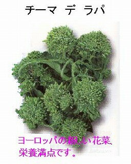 ヨーロッパの花菜 栄養満点【種まき】9〜11月