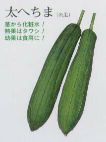茎から化粧水、熟果はタワシに、幼果は食用に!