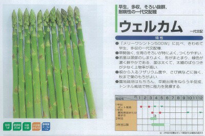 メリーワシントン500Wに比べてきわめて早生、多収。露地栽培はもちろん、早期出荷をねらう半促成、トンネル栽培で特に能力を発揮する。