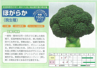 低温伸長性がり、締まりもよい高品質花蕾の晩生種。一般地・暖地の2月から3月どりに適する。