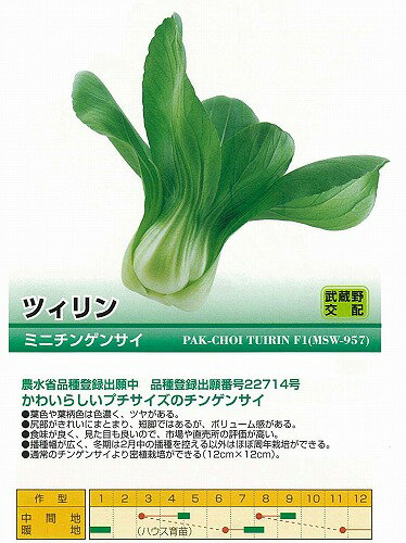 かわいらしいプチサイズのミニチンゲンサイ。尻部がきれいにまとまり、短脚ではあるがボリュームがある。