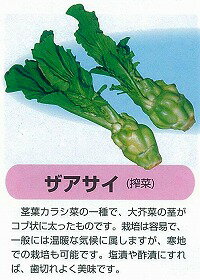 栽培は容易。塩漬けや酢漬けにすれば歯切れよく美味です。