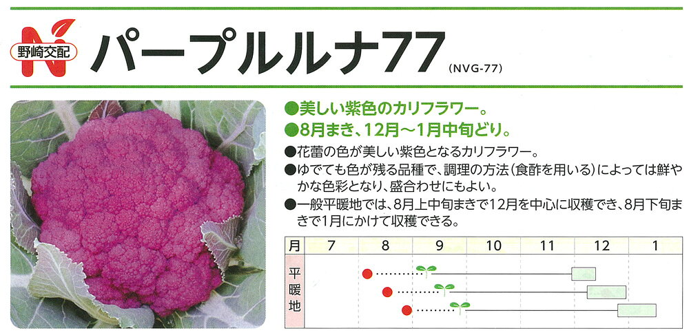 美しい紫色のカリフラワー！8月まき、12〜1月中旬どり！●花蕾の色が美しい紫色となるカリフラワー。●ゆでても色が残る品種で、調理方法（食酢を用いる）によっては鮮やかな色彩となり、盛合わせにもよい。●一般平暖地では、8月上中旬まきで、12月を...