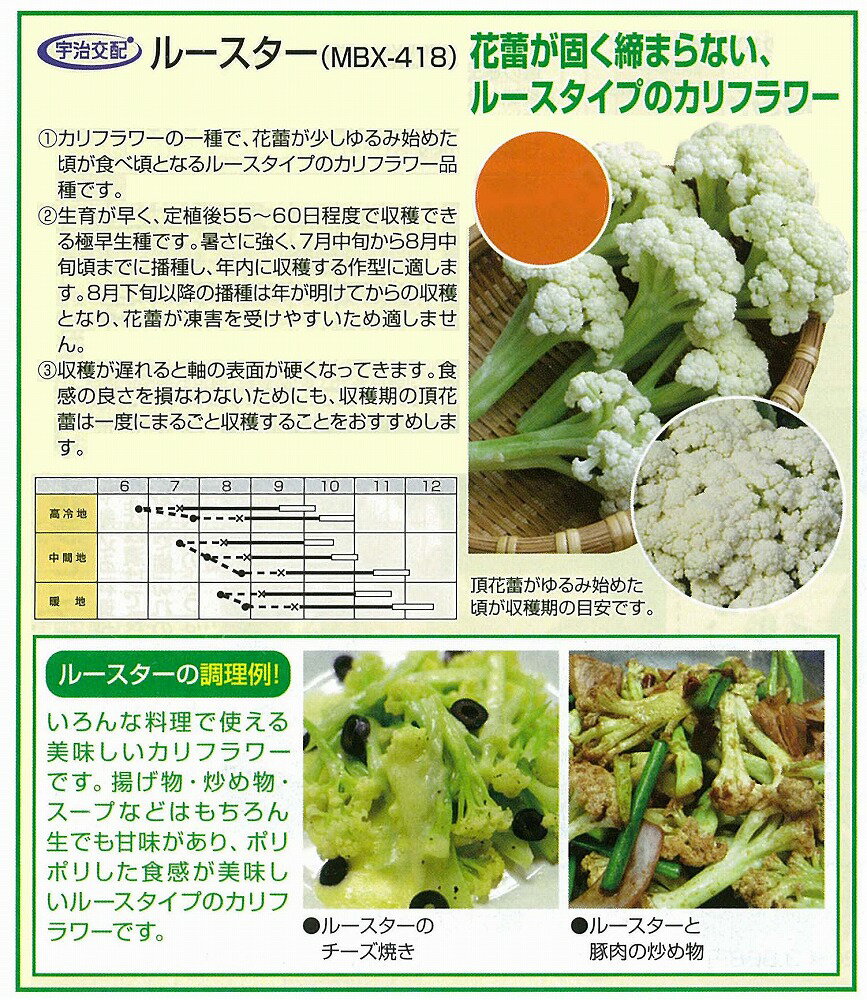 花蕾が固く締まらないルースタイプのカリフラワー。生育が早く定植後55〜60日程度で収穫できる極早生種です。収穫が遅れると軸の表面が硬くなります。食感の良さを損なわないためにも、収穫期の頂花蕾は一度にまるごと収穫することをおすすめします。