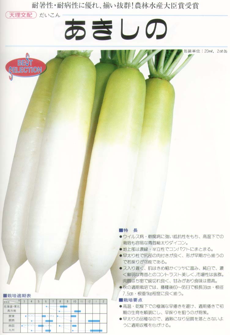 早太り性で、適期で播種後60〜65日で根長38cm、1kgくらいとなる。