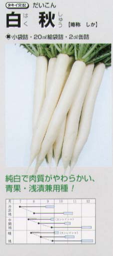 良質・早太りで曲がりが少なく、先端まで肉付きのよい青果・浅漬け兼用の白首大根。9月上旬まきでは、約60日で根長45cm、根径5〜6cmになります。