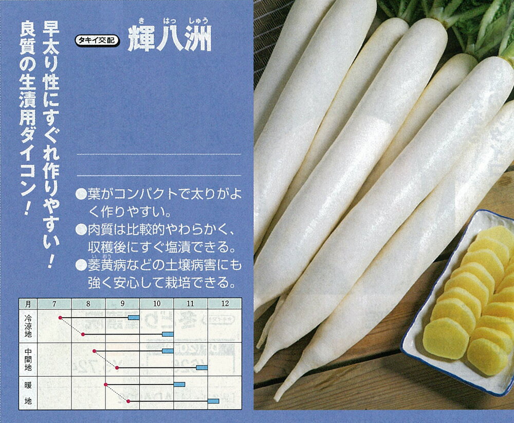 早太り性にすぐれ作りやすい！良質の生漬用ダイコン！●葉がコンパクトで太りがよく作りやすい。●肉質は比較的やわらかく、収穫後にすぐ塩漬できる。萎黄病などの土壌病害にも強く安心して栽培できる。