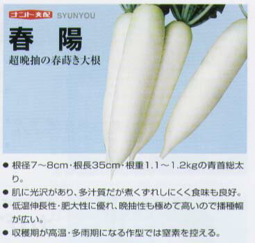 超晩抽性で、低温期における伸長・肥大性にすぐれ、葉は極濃緑色で、食味は良好です。根重1.1kg内外で、揃いよく根長32cm、根径7〜8cmで肉付きのよい総太り大根です。