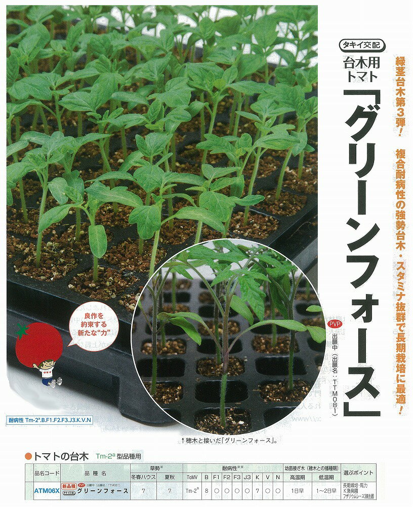 緑茎台木シリーズトマト台木で青枯病・褐色根腐病に強耐病性。萎ちょう病耐病性。グリーンセーブの馬力強化タイプでオールシーズン栽培可能。初期から草勢は強く中盤以降に能力を発揮する。根域が広く直根・細根も多い。青枯病はグリーンセーブより耐病性は若...