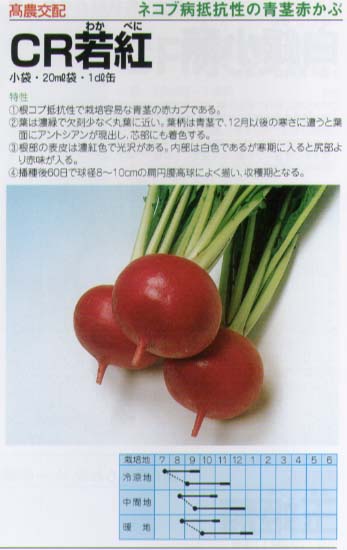 根径8cmの中蕪や10〜12cmの中大蕪としても収穫できる。茎は淡い緑色でうすく紅色が入り、根部外皮は赤く内部にも少し紅色がさします。