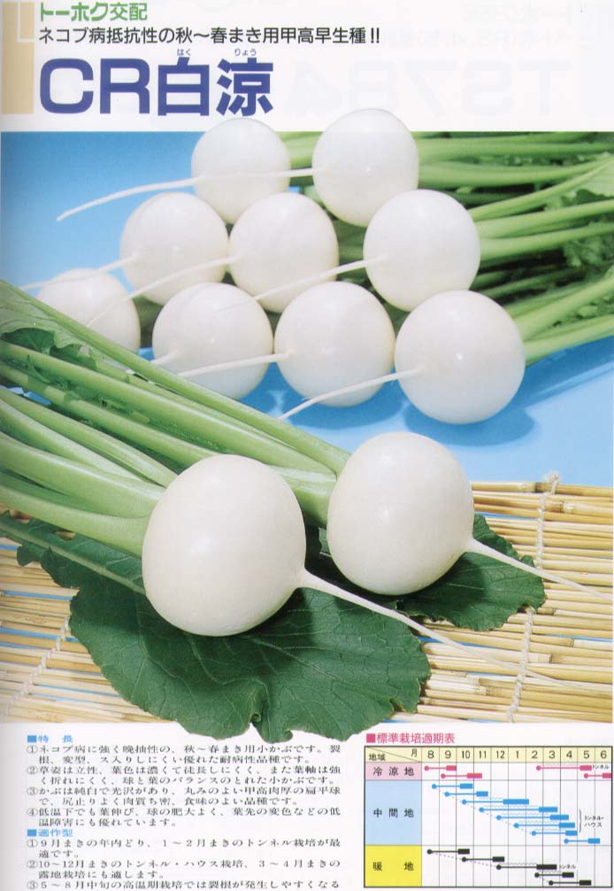 低温下でも葉伸び、球の肥大良く、低温障害にもすぐれています。