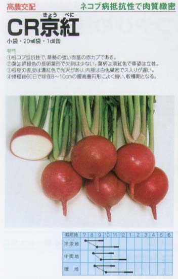 根こぶ抵抗性で、草姿の強い赤かぶです。根部の表皮は濃紅色で光沢があり、内部は肉質緻密でス入りが遅い。播種後約60日で球径8〜10cmの腰高豊円形によく揃い、収穫期となる。