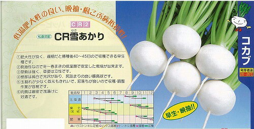 肥大性がよく適期では播種後40から45日で収穫できる早生の小かぶ。晩抽性で冬から春まきの低温期で安定した栽培ができる。根こぶ病抵抗性をもつ。