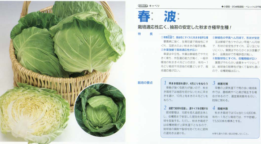 晩抽性・低温肥大性にすぐれ、栽培容易な秋蒔き極早生種。球面のアントシアン色素の発生が少ない。