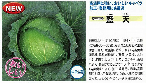 新藍よりも約10日早い中早生から中生品種。生理障害に強く、高温期の栽培に強い。加工・業務用に最適です。