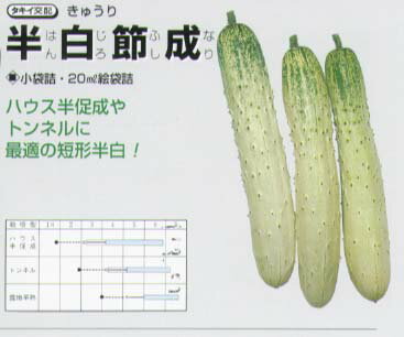 露地早熟栽培に適した品種で初夏どり。果長は18cm程度で肉質良好。