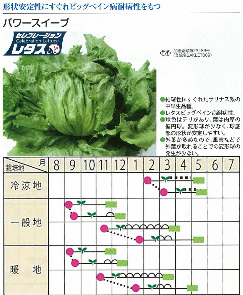 形状安定性にすぐれビッグベイン病耐病性をもつ●結球性にすぐれたサナリス系の中早生品種。●レタスビッグベイン病耐病性。●球色はテリがあり、葉は肉厚の偏円球。変形球が少なく、球底部の形状が安定しやすい。●外葉が多めなので、風害などで外葉が取れる...