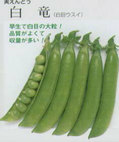 大粒で、ウスイよりもやや早生の実とり専用種。強勢で、双莢性と分枝性にすぐれた豊産種。作りやすく、家庭菜園に最適。