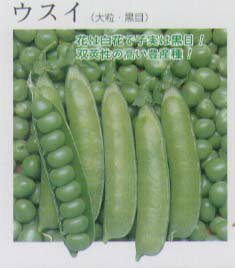 全国的に普及している、実とり用の代表品種。柔らかくて品質よく、煮食用に最適。寒さに強く草丈は2,5m。