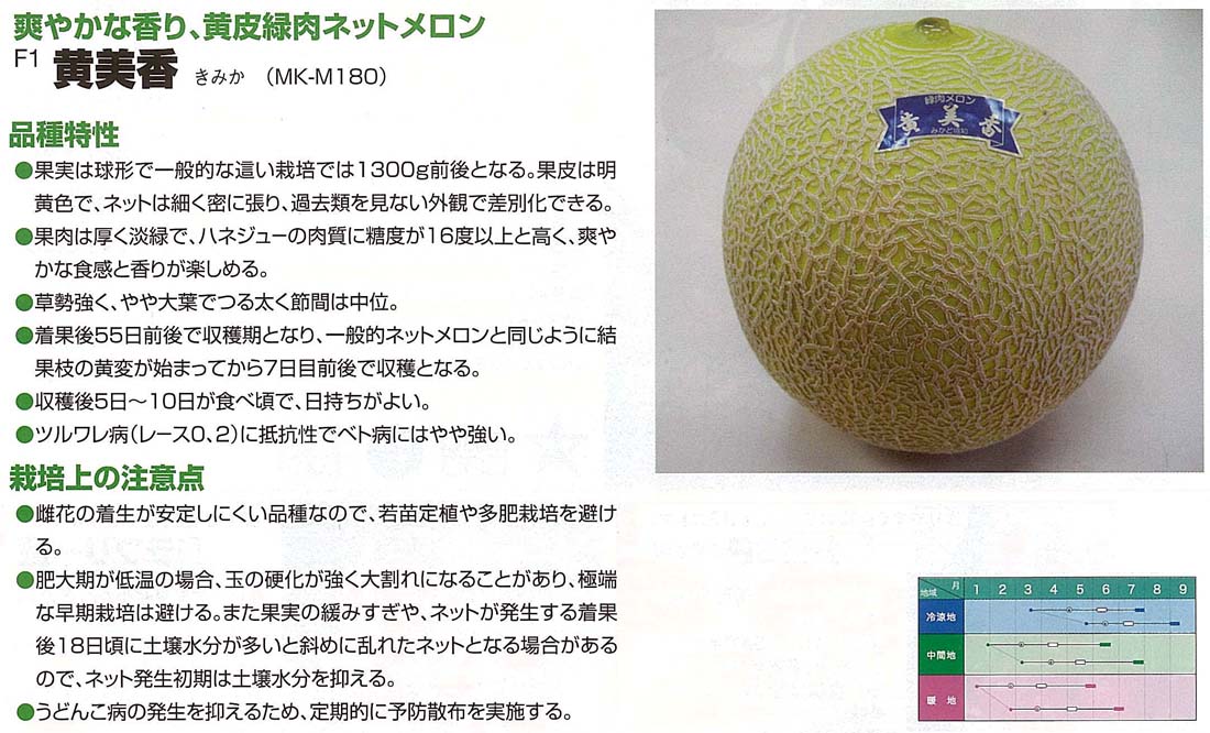 果実は球形で一般的な這い栽培では1300g前後となる。果皮は明黄色で、過去類を見ない外観で差別化できる。