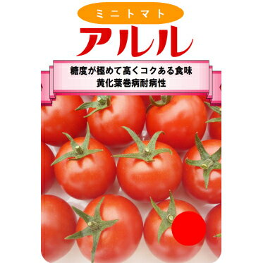 お待たせしました！TY耐病性トマトに食味革命！【特徴】●黄化葉巻病と斑点病の両方に耐病性を持つ。果実は13～18g程度の濃い赤色で果皮には艶がある。●花房はややコンパクトであるが、段の進みは早い。●作型通して糖度が極めて高くコクのある食味を持つ。