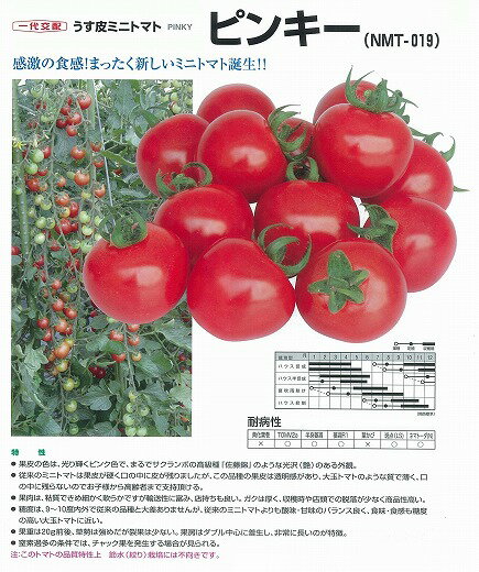 感激の食感!まったく新しいミニトマト誕生。果皮は光り輝くピンク色でさくらんぼのような艶のある外観。皮が非常に薄く口のに皮が残りません。※品種の特性上節水(絞り)栽培には不向きです。