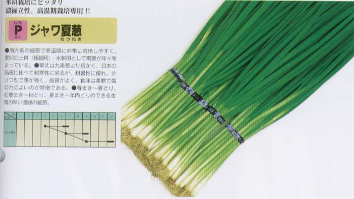 南方系の細ねぎで、耐暑性には特にすぐれている。分けつ型で品質がよく、柔軟で、葉切れのよいのが特長。