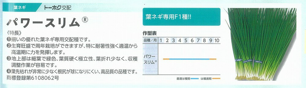 葉ネギ専用F1品種。揃いの優れる葉ねぎ。周年栽培できますが、特に耐暑性強く高温期にその力を発揮します。葉先枯れは非常に少なく高品質の品種です。