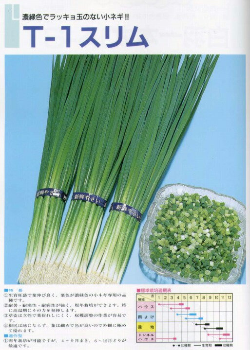 葉伸びが良く、濃緑色の小ネギ専用品種。耐暑性・耐寒性・耐病性が強く、周年栽培でき特に高温期にその力を発揮する。立性で葉折れしにくく、収穫調整の作業が容易。