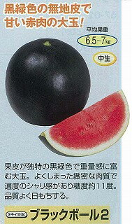 果重6〜6.5kgと大玉。黒緑色の無地皮で甘い赤肉の大玉種。