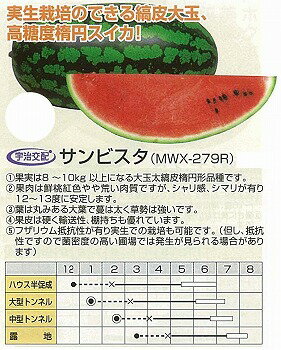 8から10kgになる大玉の縞皮楕円形品種。シャリ感、シマリがあり糖度は12から13度に安定します。フザリウム抵抗性があり、実生での栽培も可能です。