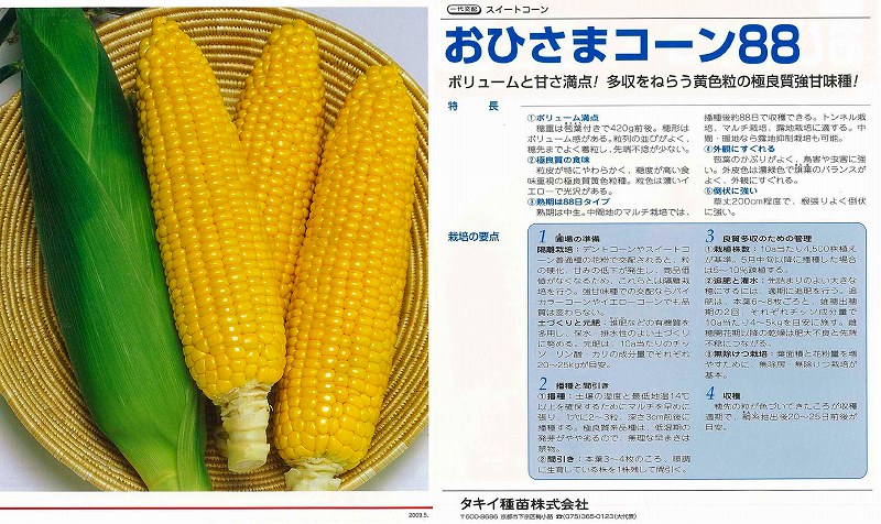 穂重は、ほう葉付きで420g前後のボリューム満点。粒列の並びがよく穂先までよく着粒し、先端不捻が少ない。熟期は中生。中間地でのマルチ栽培では播種後約88日で収穫できる。