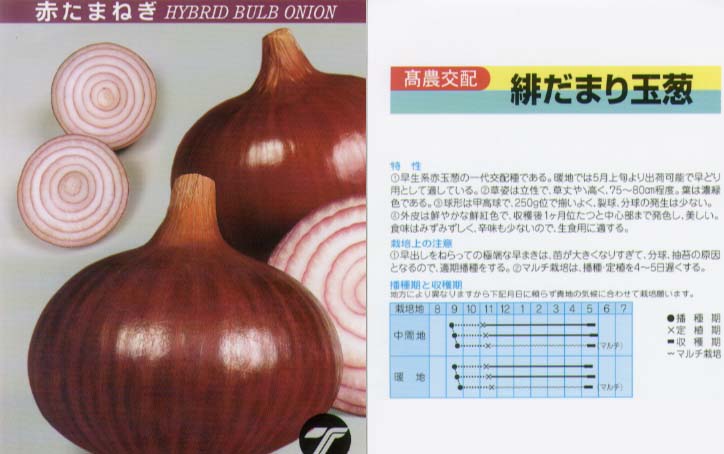 早生系赤玉ねぎ。草姿は立性で草丈75から80cm程度になる。球形は甲高球で250g位でよくそろう。収穫後1ヶ月位たつと中心部まで発色し美しい。食味はみずみずしく生食用に適する。