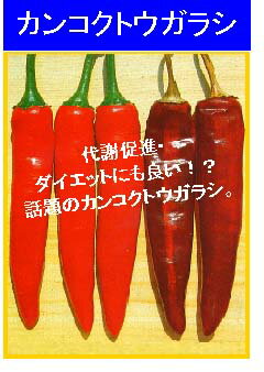 韓国の辛い唐辛子 ホットな味付けに【種まき】2〜5月