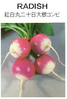 サラダや添え物に作りやすいハツカダイコン【種まき】厳寒期を除き周年