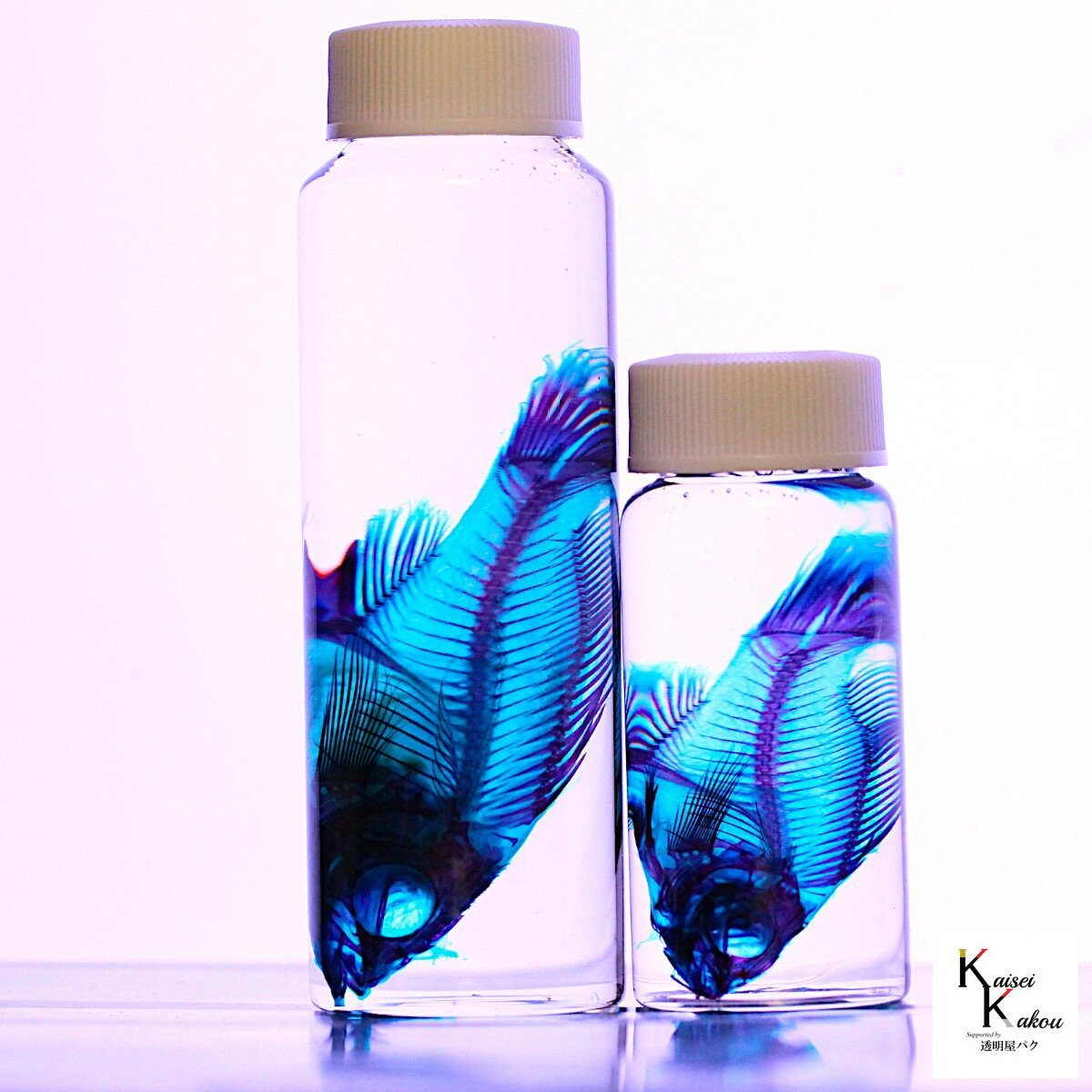 商品情報材質ガラス：ホウケイ酸ガラス　キャップ：ポリプロピレン「透明標本　メバル　Mサイズ/LLサイズ」 理科　標本　研究　骨格　骨　インテリア　雑貨　skelton スケルトン　クリア　透明瓶　グリセリン　解剖　昆虫　ネックレス　マグネッ...