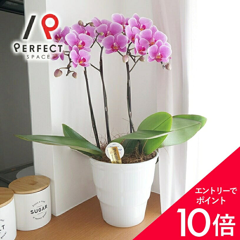 ハッピー胡蝶蘭 ボリューム感のある、飾るのにぴったりな胡蝶蘭です。華やかなので、置くだけで幸せが飛んでくるお部屋に♪お花の色は、ホワイト・ライトピンク・ビビットピンク・イエロー系・ミックスの5種類からお選びいただけます。鉢がセットなので、届...