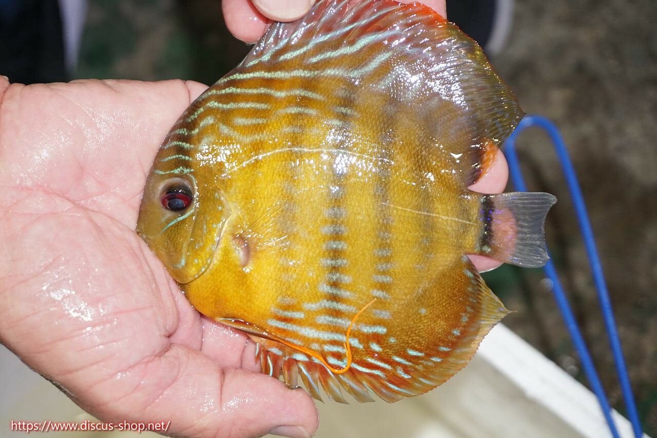 きめ細かな鱗に上品なピンクイエローベース、そこに発色する赤はまるで炭火の様。丸みを帯びたボディは上品そのもの、北岸アレンカーを代表する産地。
