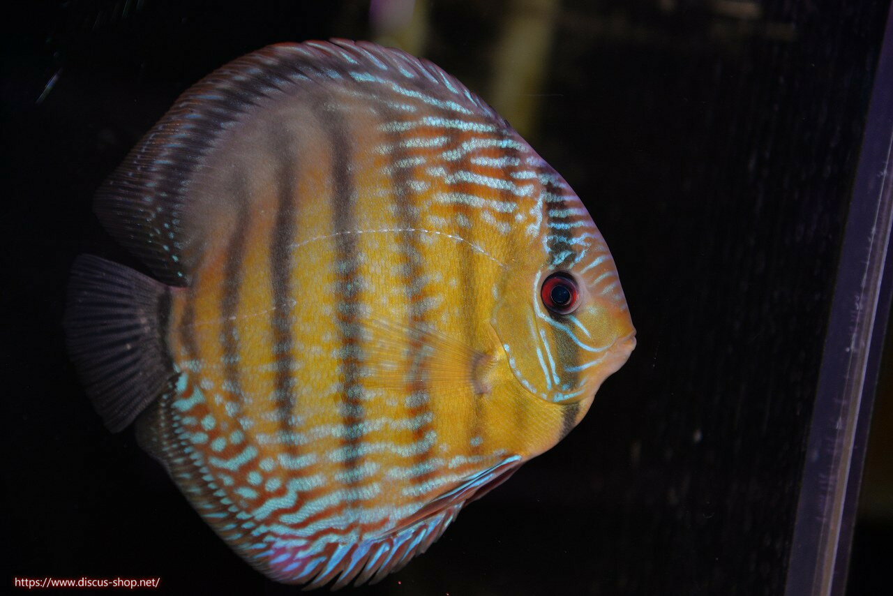 美しいラウンドフォルム、17センチを優に超える体躯でブルーディスカスの常識を覆した産地。下流域にはラインパターン、ソリッドが混生し、上流域には目を見張る様な青を発色するヘッケルが生息する。