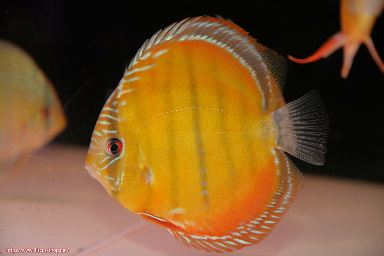 美しいラウンドフォルム、17センチを優に超える体躯でブルーディスカスの常識を覆した産地。下流域にはラインパターン、ソリッドが混生し、上流域には目を見張る様な青を発色するヘッケルが生息する。