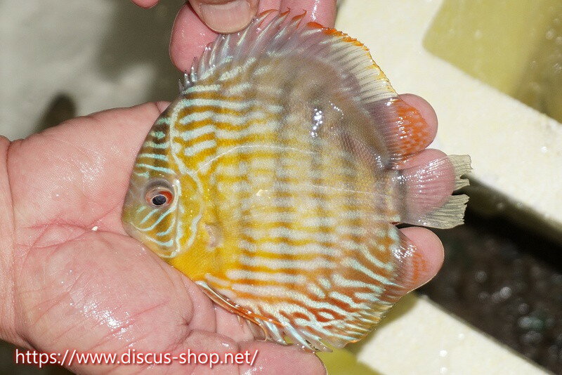 5年ぶり入荷の新産地個体。ワイルドディスカスの代名詞でもある美しいイエローベースカラー、王道ストレートラインパターンを持つロイヤルブルーの聖地。レッド発色を強く持ち非常に美しい仕上がりとなります。