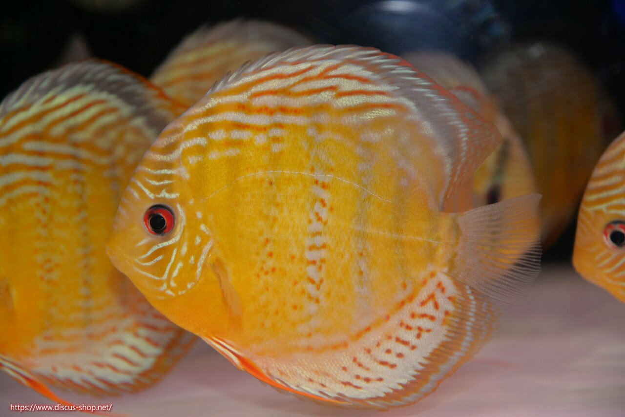 グリーンディスカスの中でも最もバリエーションが豊富でラージスポットタイプ、スポットラインタイプをはじめ、ロイヤルラインタイプなどの極上個体。またベースカラーの黄色、ホリゾンタルラインの青み、スポットの赤と最もカラフルな種となります。仕上がれ...