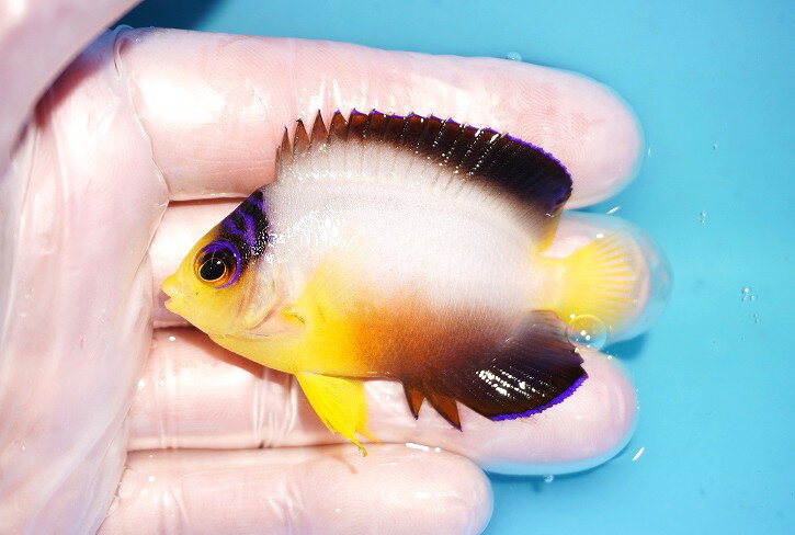 写真の個体をお送りいたします