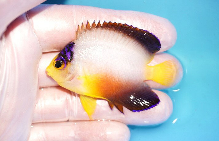 写真の個体をお送りいたします