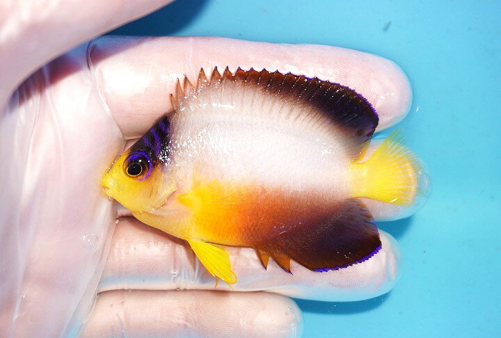 写真の個体をお送りいたします