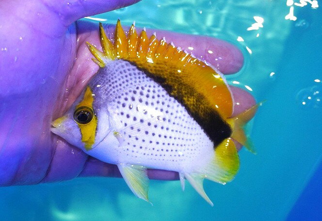 写真の個体をお送りいたします