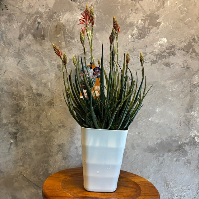 ■商品内容花アロエ　サンライズの鉢花です。コンパクトなサイズで、鉢でも育てやすく多くの花を咲かせます。ラッピングサービスご希望の方は選択欄にてお選びください。 ■形態鉢花(5号鉢） ■色目ホワイト×グリーン ■サイズ高さ約58センチ幅約25...