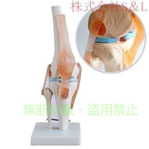 模型サイズ：30*11*11cm 材質：高級プラスチック 適用領域：解剖用、教学用、実験室用、家庭用、子供用など