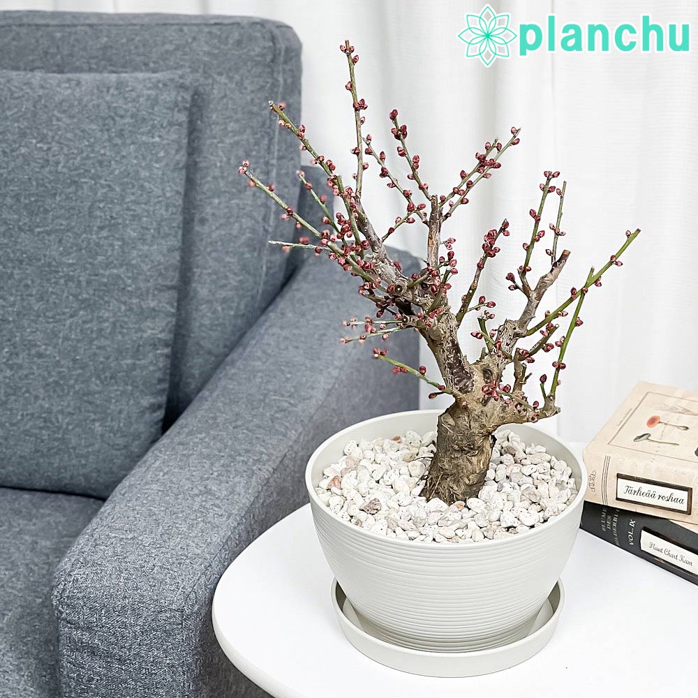 【商品サイズ（約）】 鉢サイズ：直径18cmプラスチック鉢 【科・属名】 バラ科サクラ属 【学名】 Prunus mume ‘Osakazuki’ 【どんな植物？】 バラ科サクラ属の落葉小高木で、日本には奈良時代以前に渡来したと考えられてい...